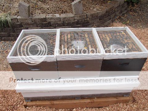 Long Langstroth hive design questions | Page 2 | Beesource Beekeeping Forums